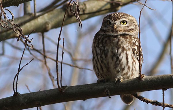 La Chouette chevêche | Parc naturel régional de l'Avesnois