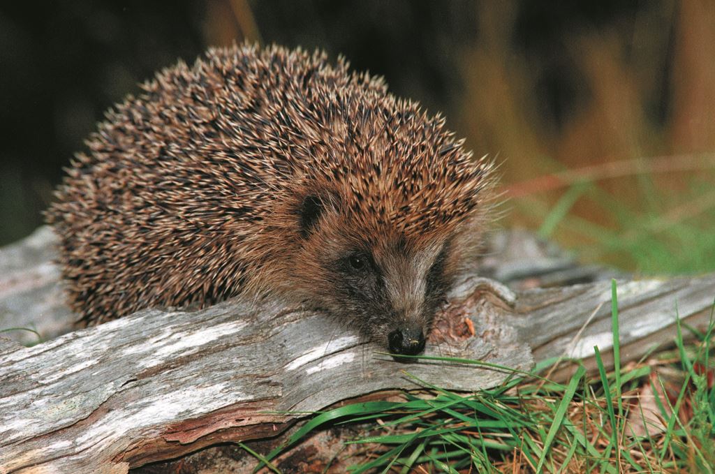 Accueillir le hérisson dans son jardin | Parc naturel régional de l ...